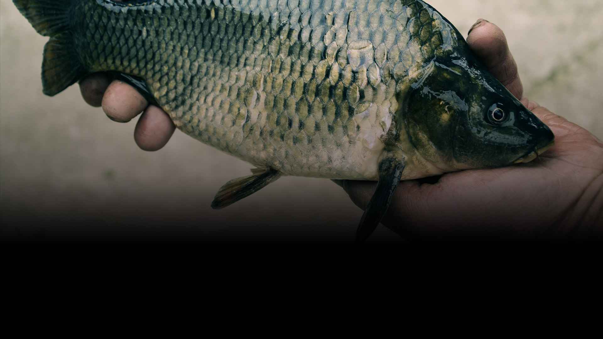 Films de pêche des poissons blancs - Zone300